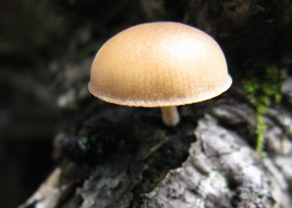 A Quick Guide To Extracting Psilocybin From Mushrooms - World Discovery